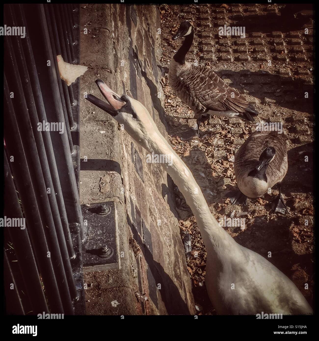 Swan stretching it's neck to reach the bread it's bring fed Stock Photo ...