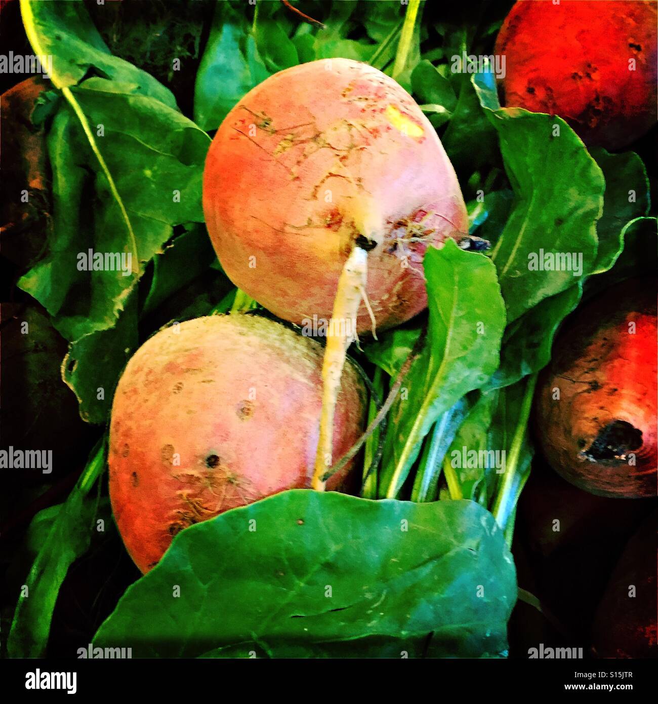Golden Beet High Resolution Stock Photography and Images - Alamy