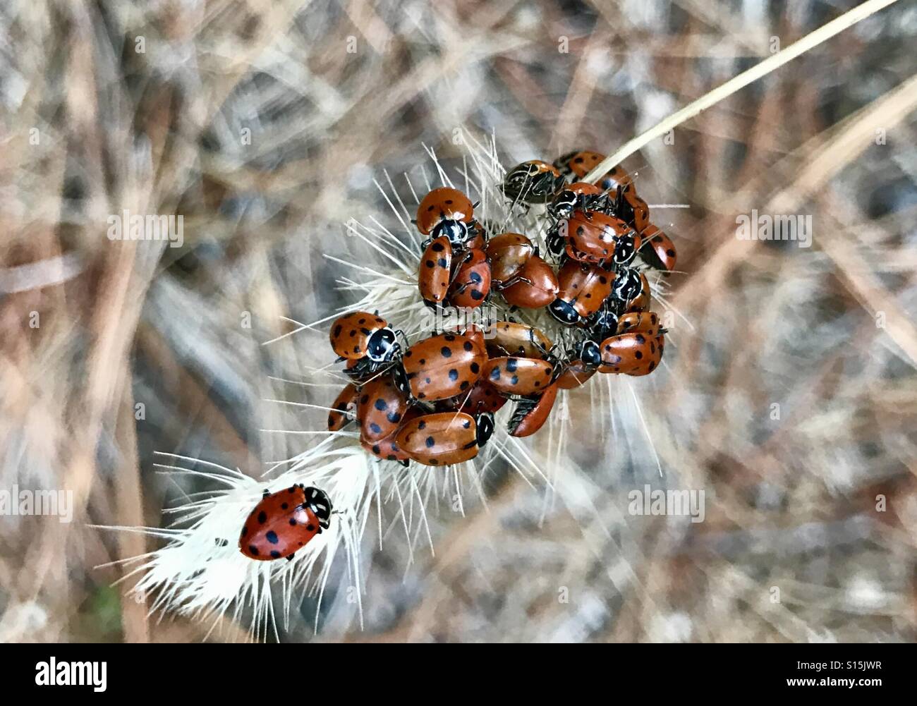 Lady Bugs Stock Photos & Lady Bugs Stock Images - Alamy