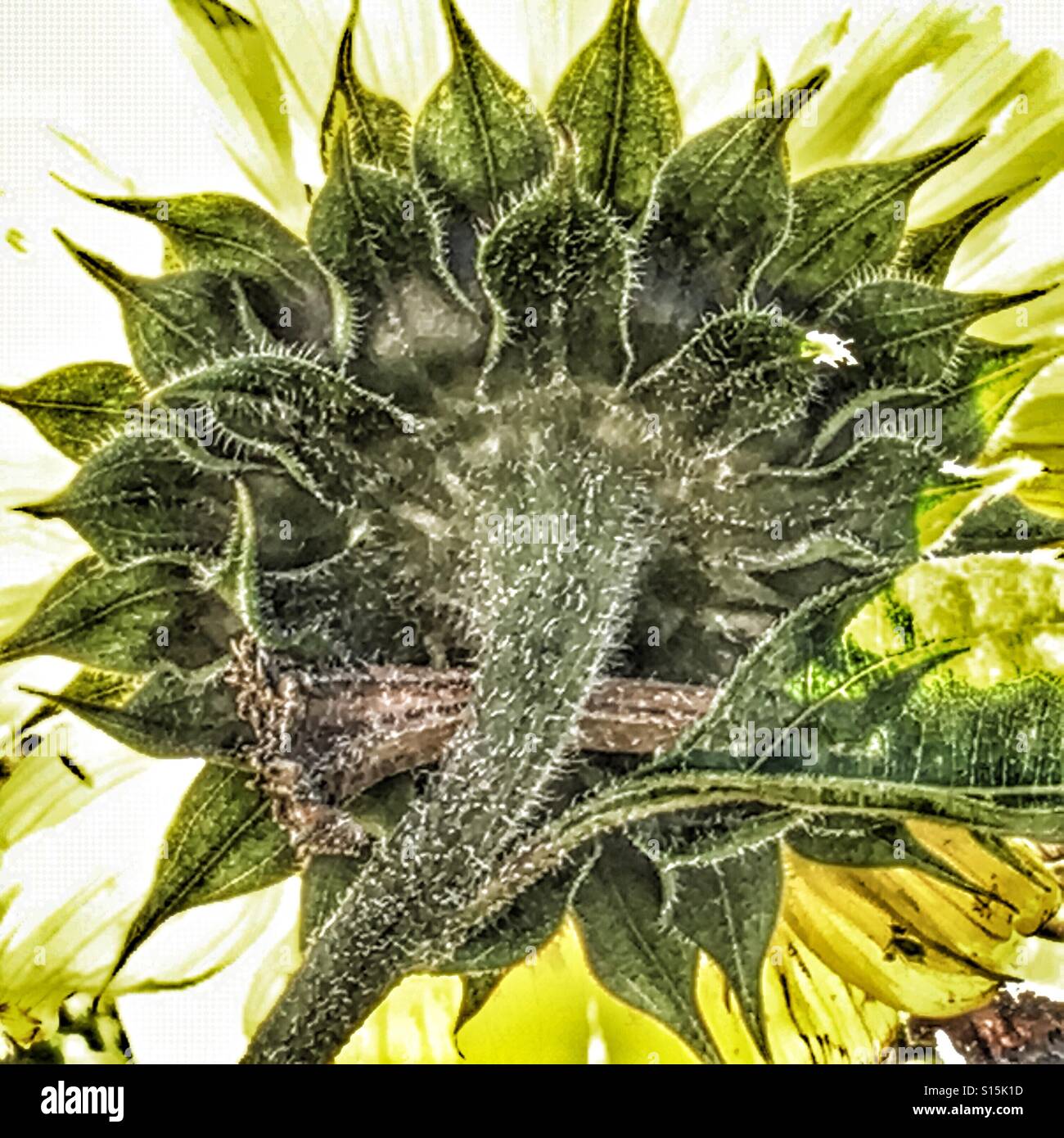 The back of a sunflower, showing the sepals and receptacle Stock Photo ...