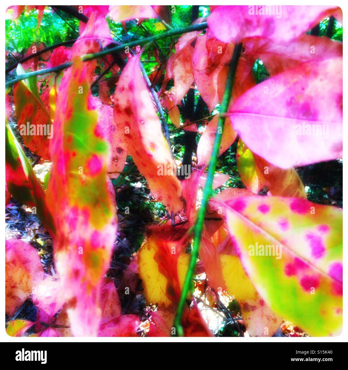 Spotted Leaves High Resolution Stock Photography and Images - Alamy