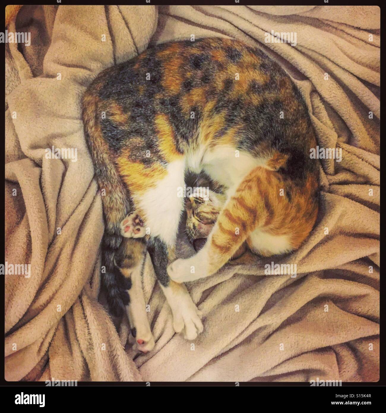 Mottled cat hi-res stock photography and images - Alamy