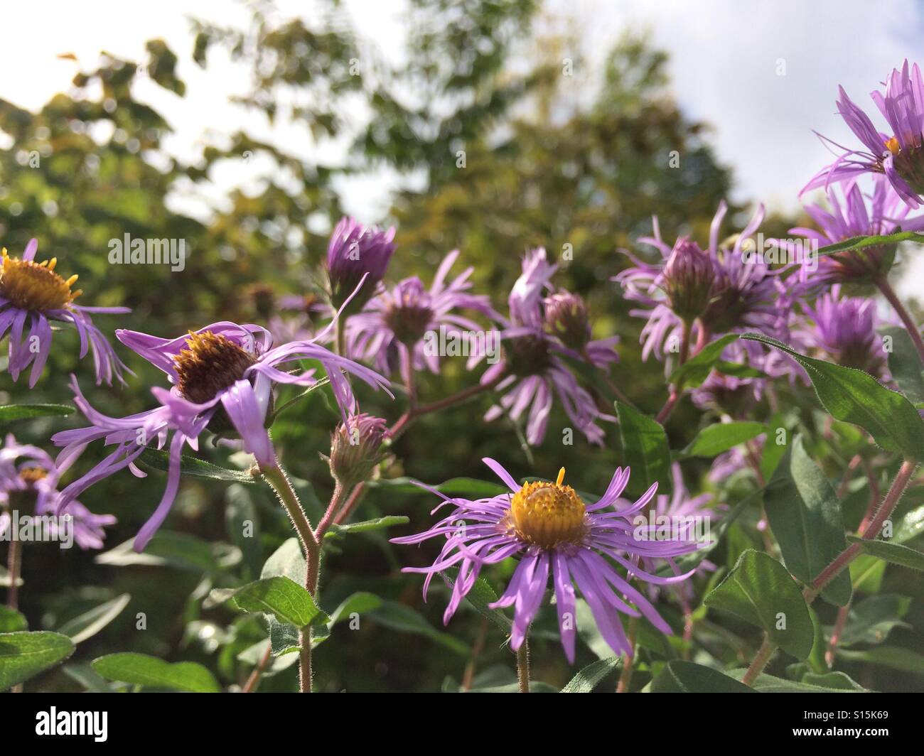 Aster field hi-res stock photography and images - Alamy