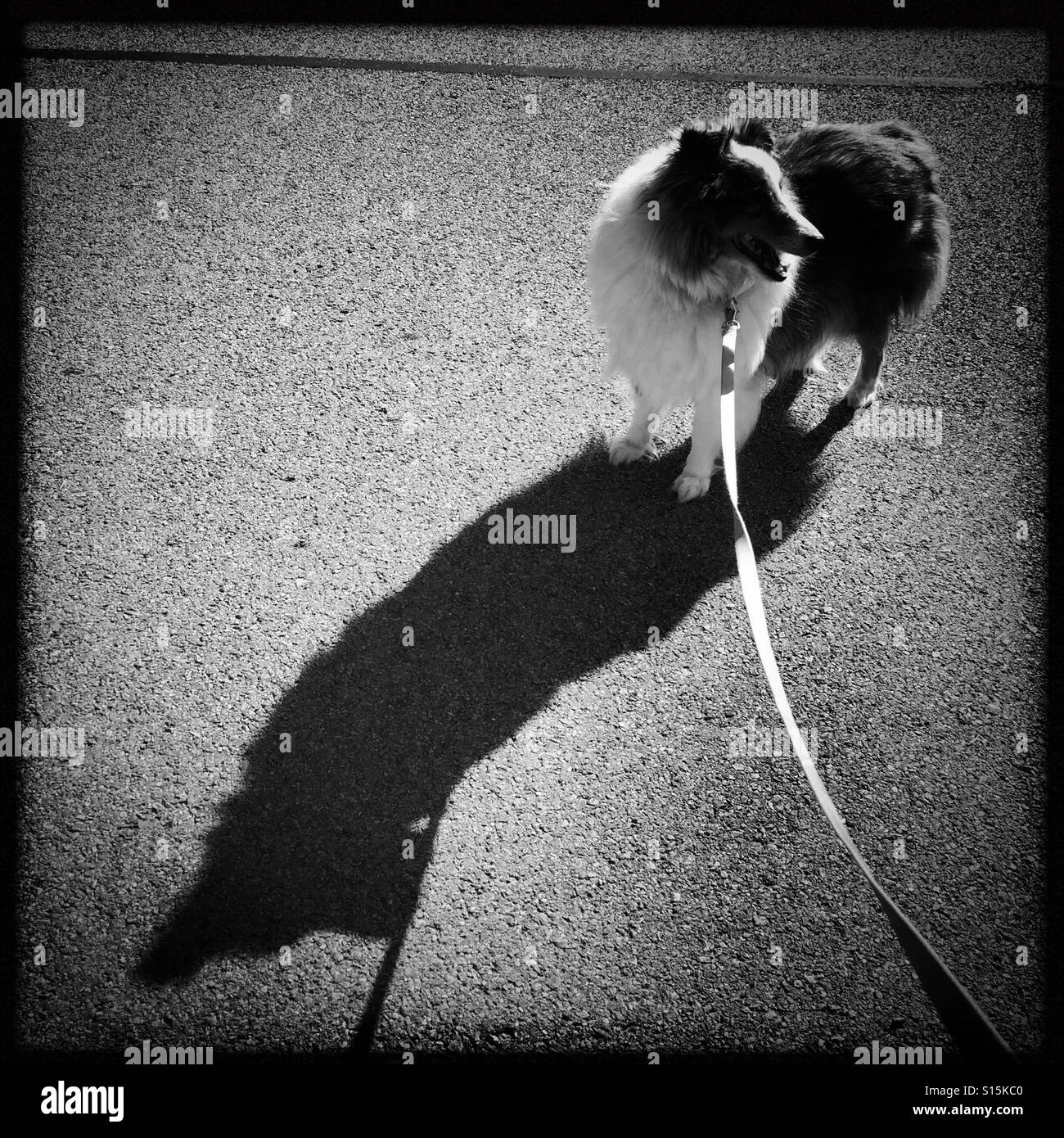 Animal shadow hi-res stock photography and images - Alamy
