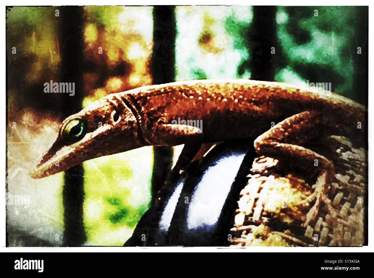 Lizard in shock hi-res stock photography and images - Alamy