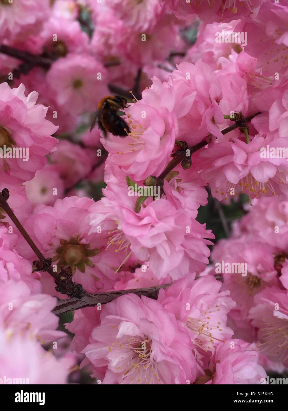 Bee and a mock pear tree Stock Photo - Alamy