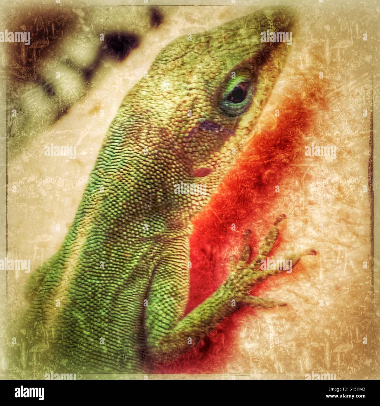 Arm lizard hi-res stock photography and images - Alamy