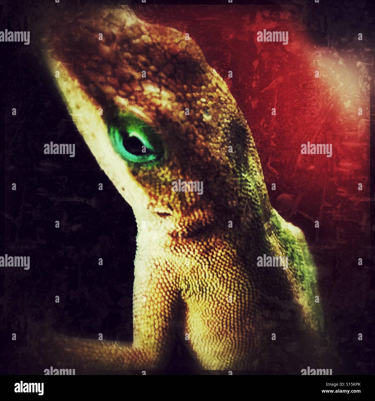 Lizard Head High Resolution Stock Photography and Images - Alamy