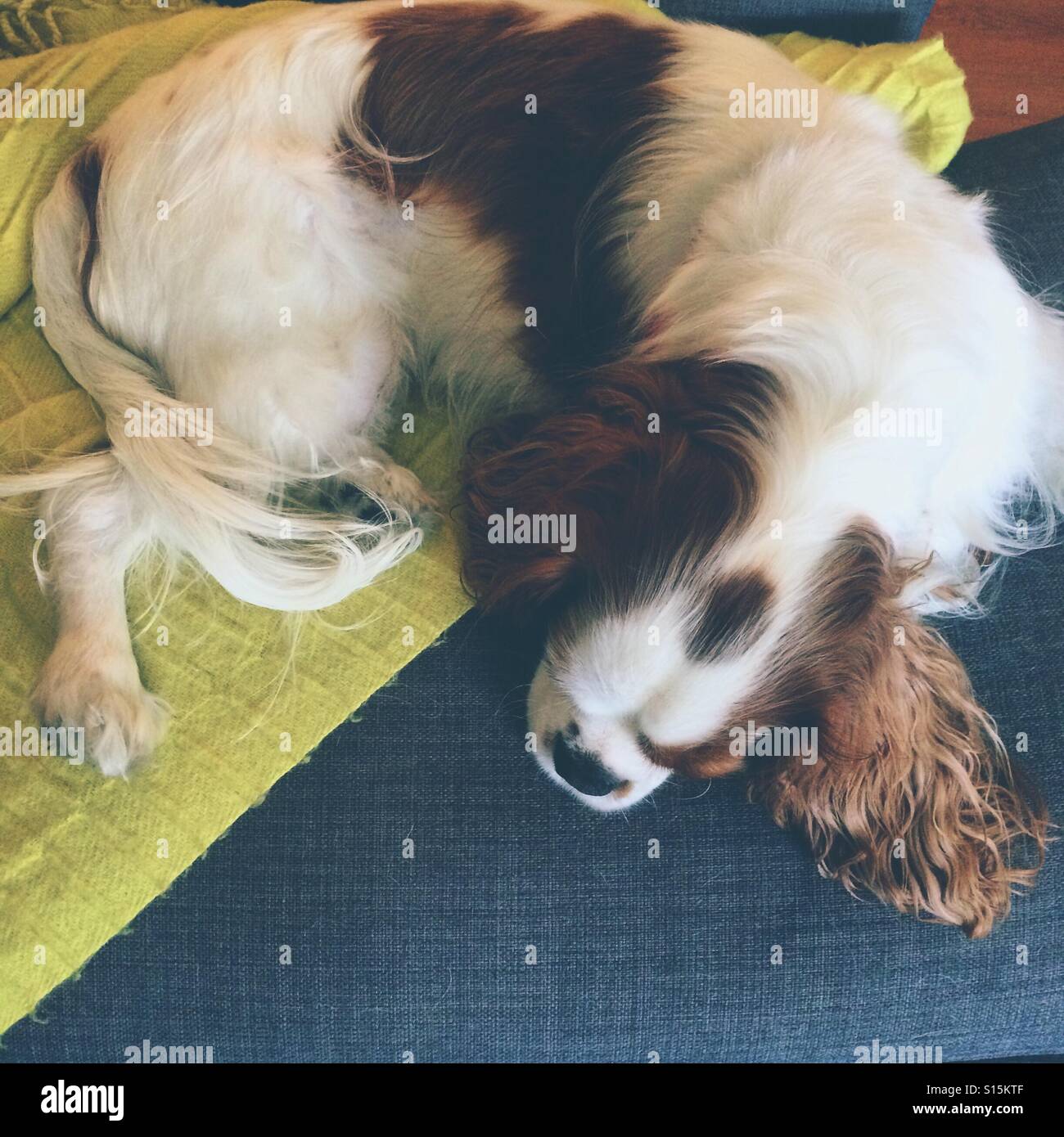 Snuggly puppy hi-res stock photography and images - Alamy