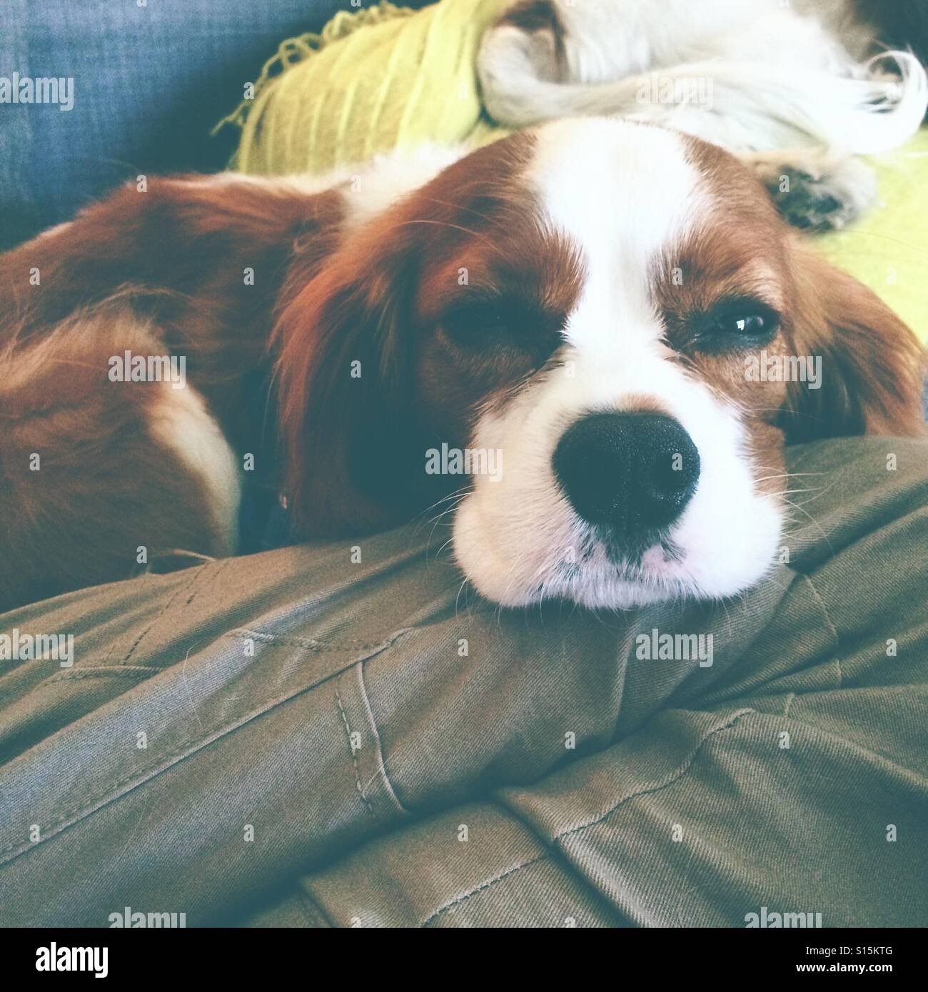 Puppy falling asleep hi-res stock photography and images - Alamy