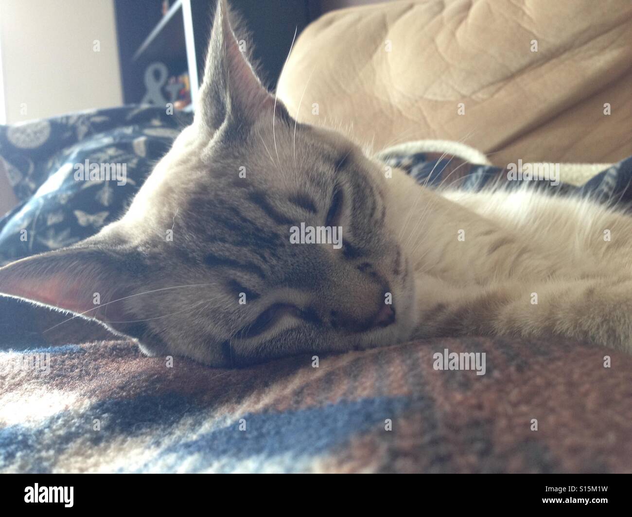 Cat nap catnap hi-res stock photography and images - Alamy