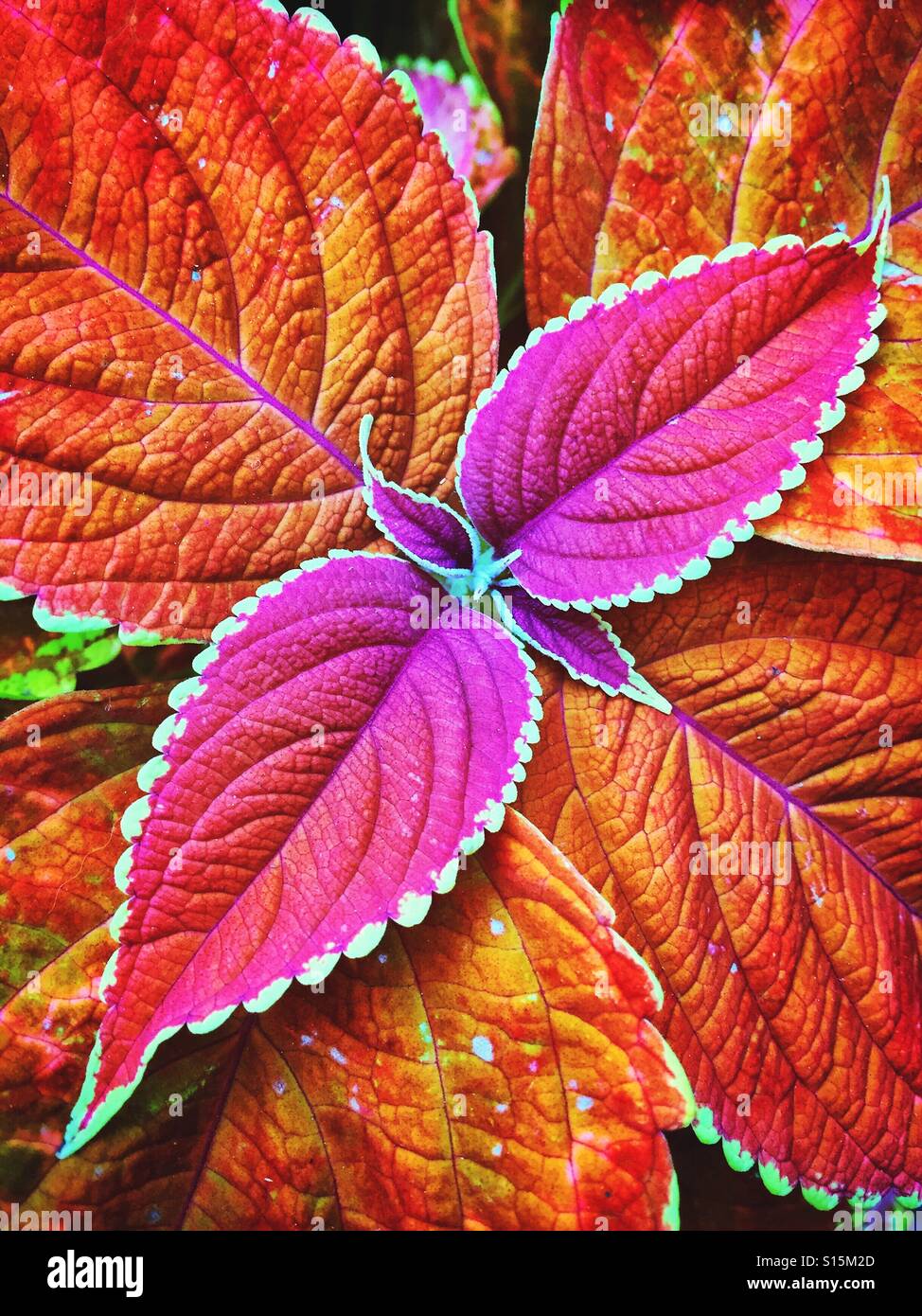 Coleus colors hi-res stock photography and images - Alamy