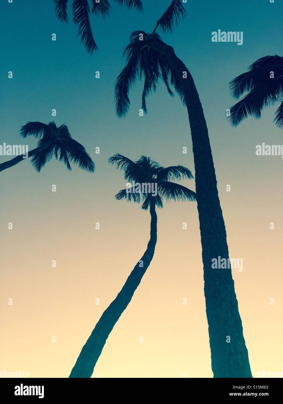 Gradient of trees hi-res stock photography and images - Alamy