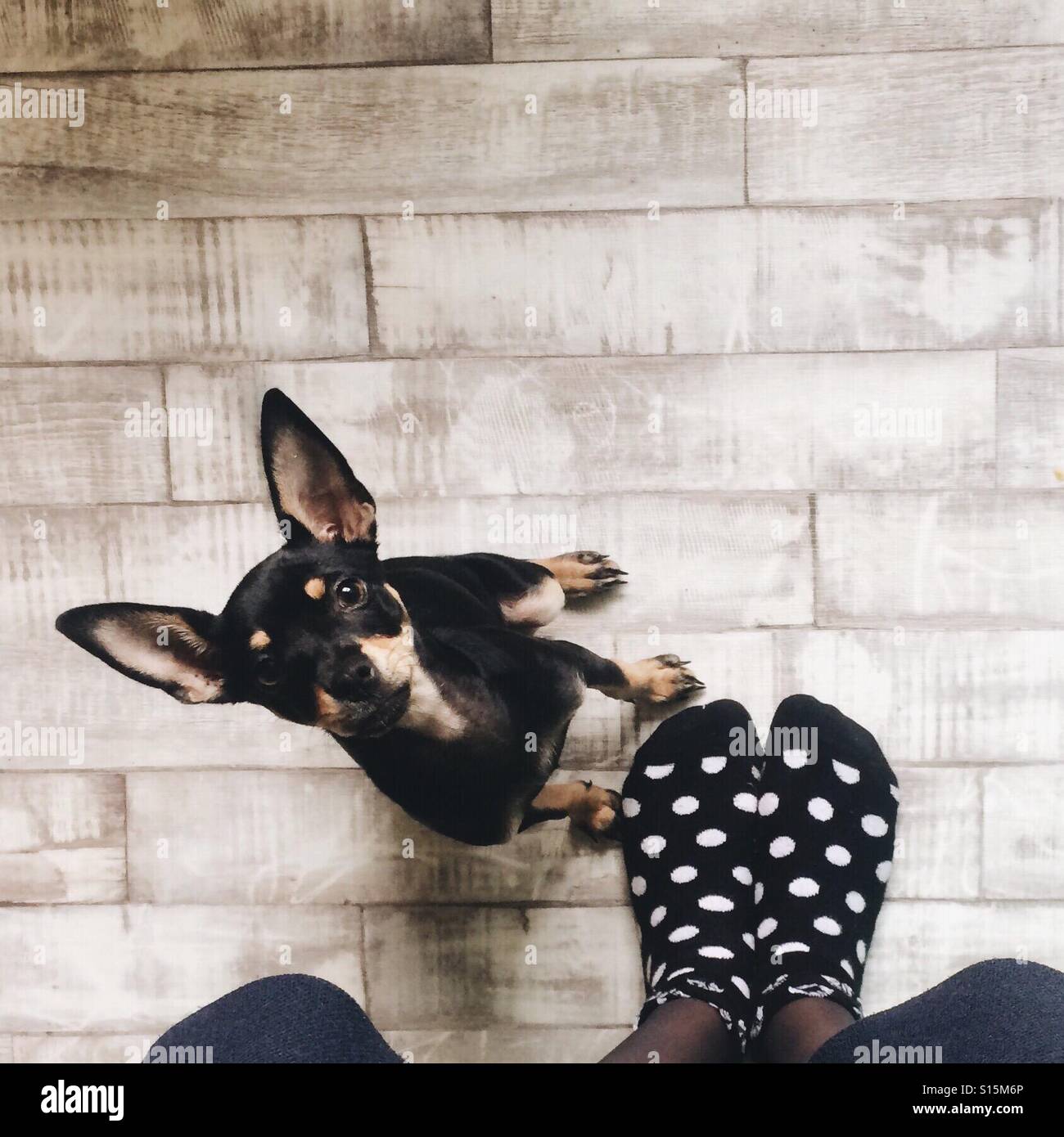 Dog perspective hi-res stock photography and images - Alamy