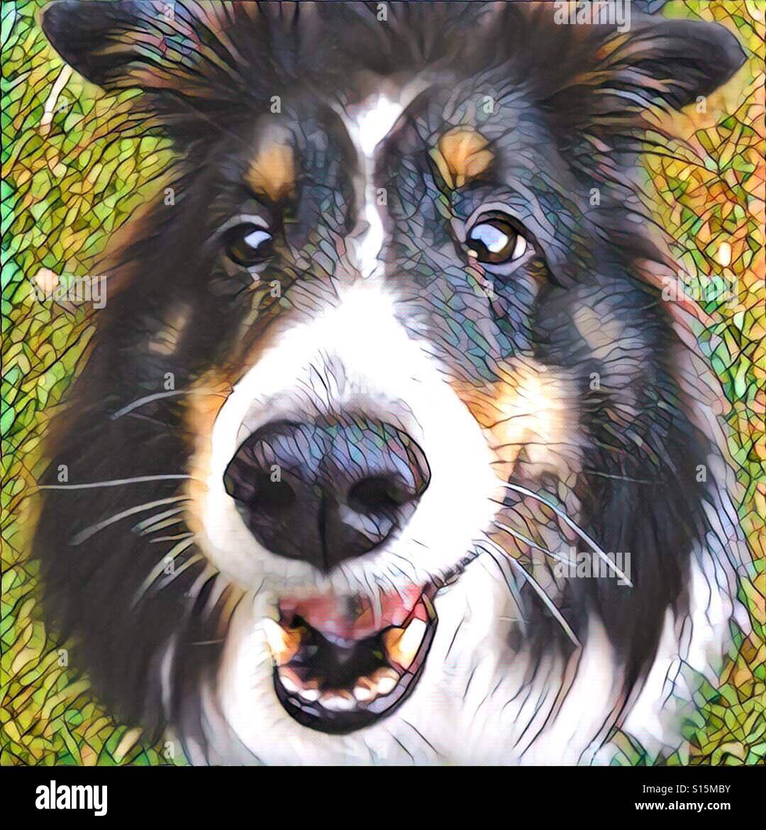 Sheltie teeth hi-res stock photography and images - Alamy