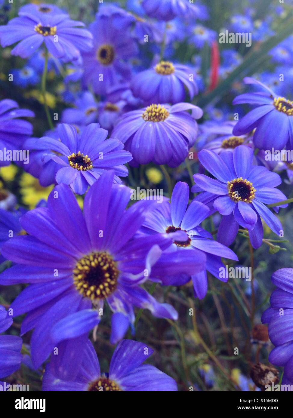 Spring in perth hi-res stock photography and images - Alamy