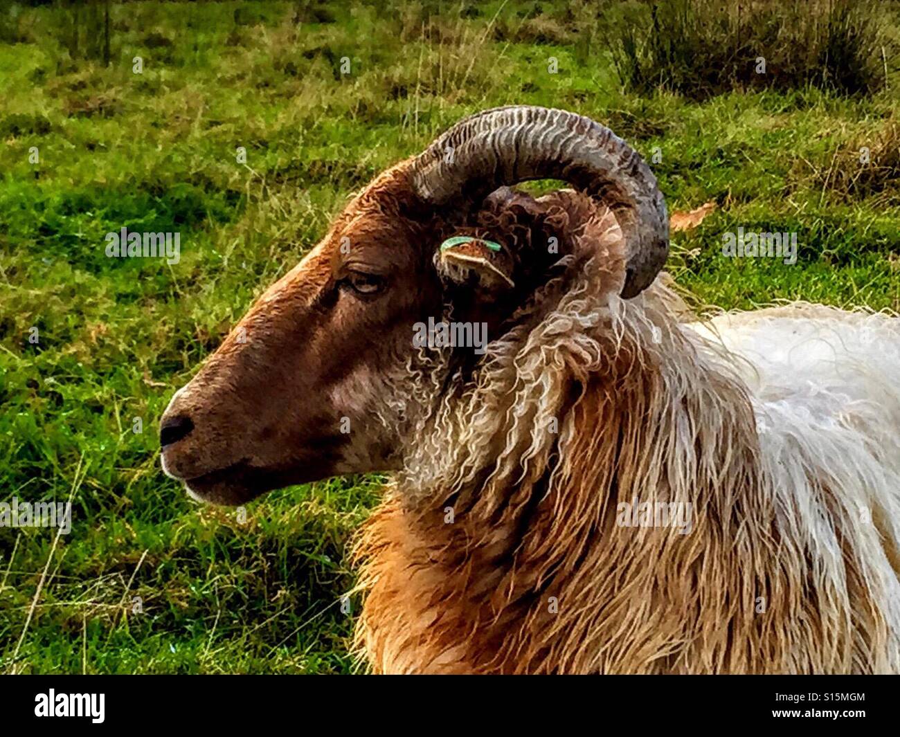 Dutch sheep hi-res stock photography and images - Alamy
