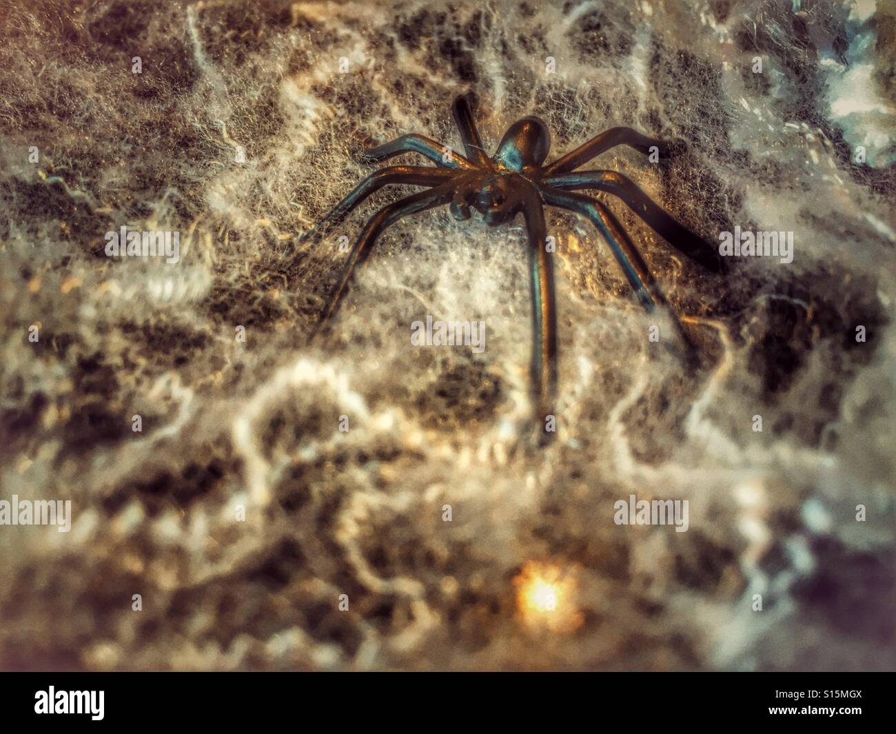 Halloween. Creepy black spider Stock Photo - Alamy