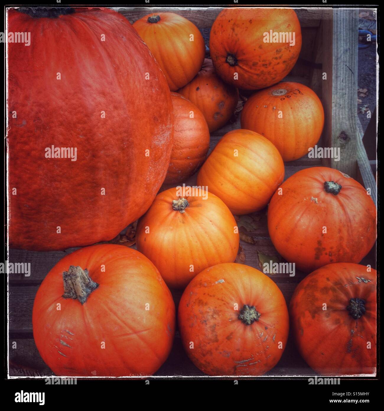 Pumpkins of different sizes Stock Photo - Alamy