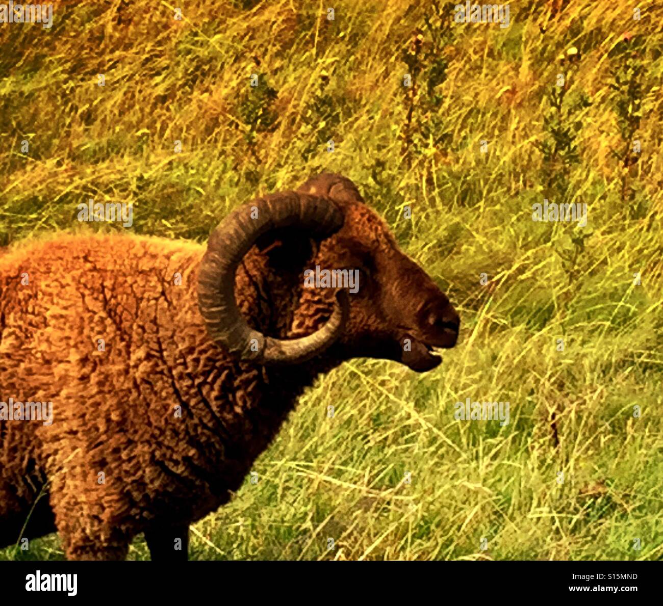 Curly horns sheep hi-res stock photography and images - Alamy
