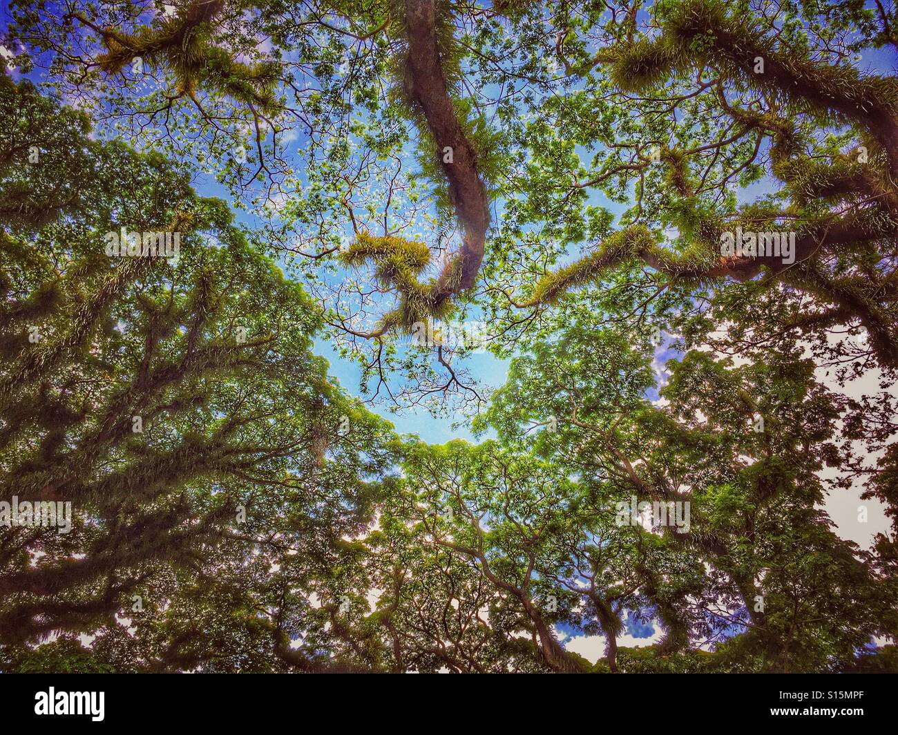 Rain trees hi-res stock photography and images - Alamy