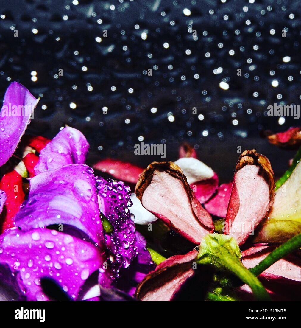 Nature withering hi-res stock photography and images - Alamy