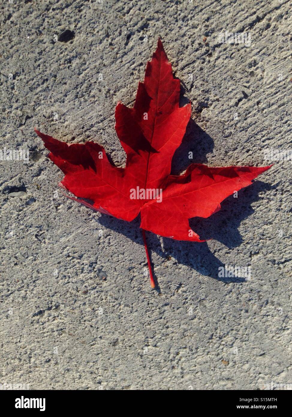 Red fall leaf on pavement Stock Photo - Alamy