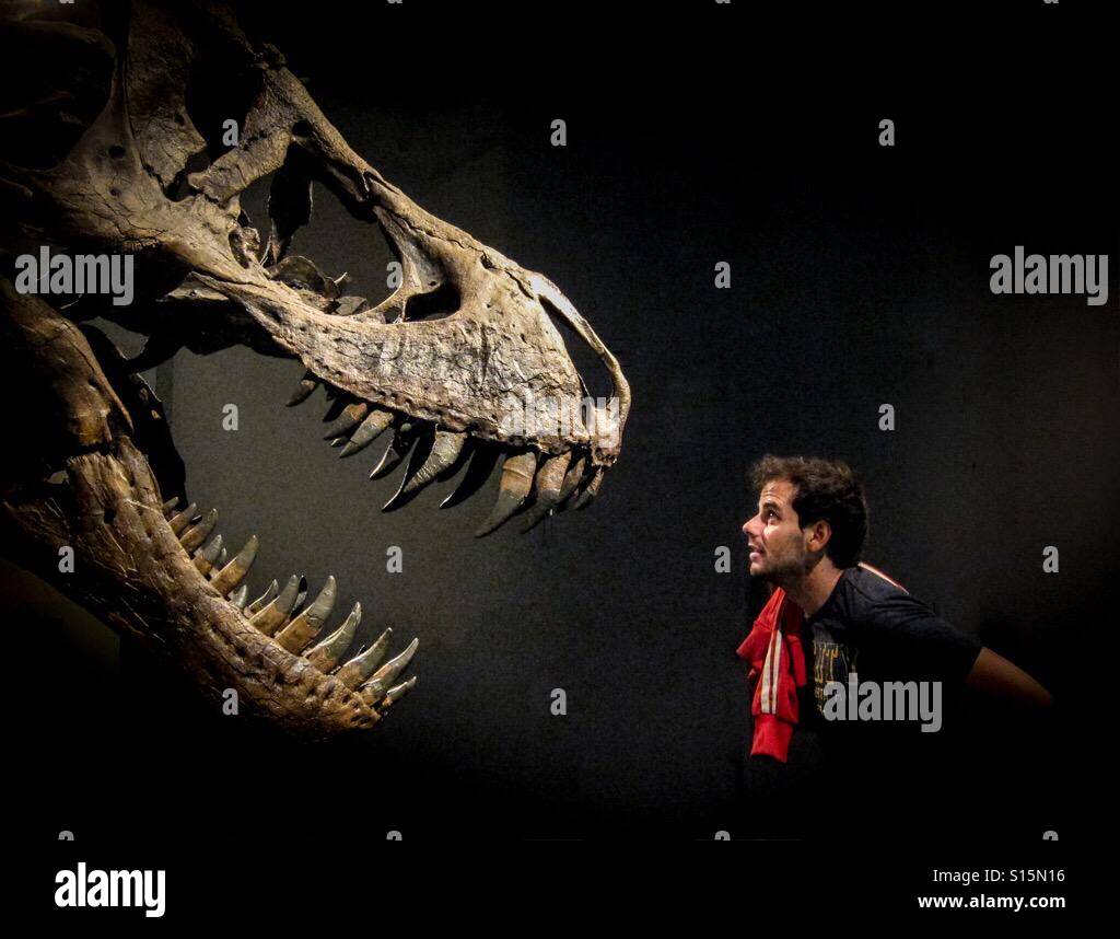 T rex hi-res stock photography and images - Alamy
