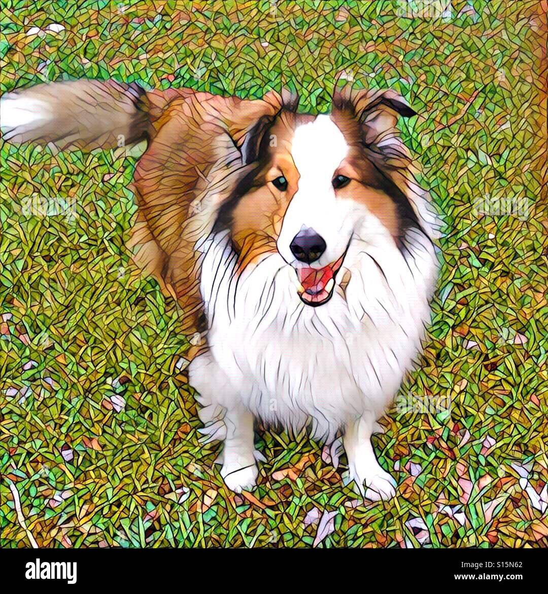 Shellie dog Stock Photo - Alamy
