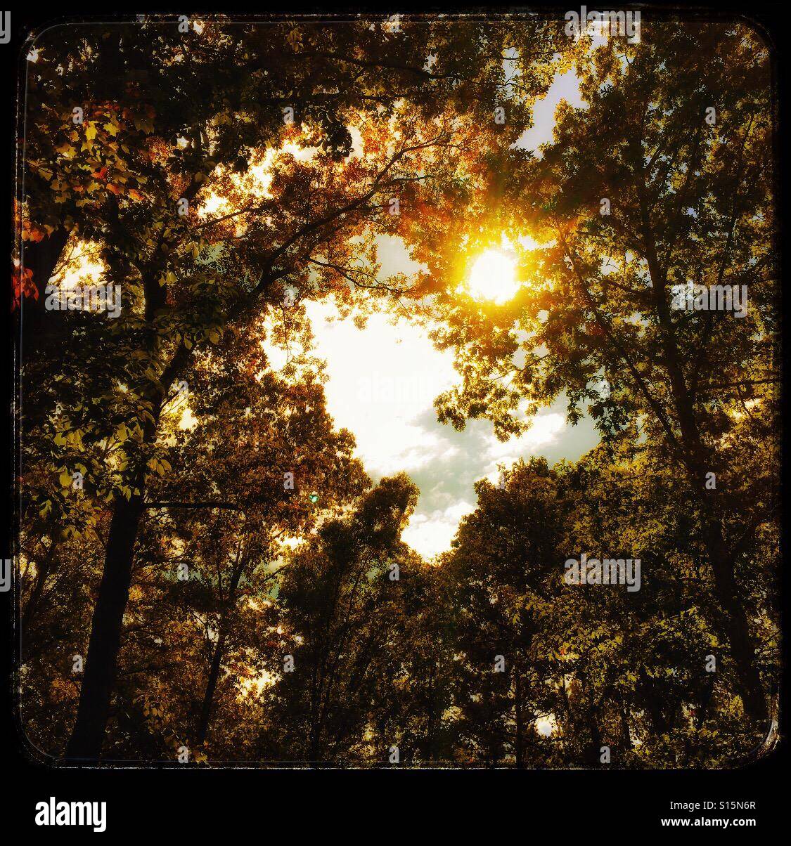 Sun through the trees Stock Photo - Alamy