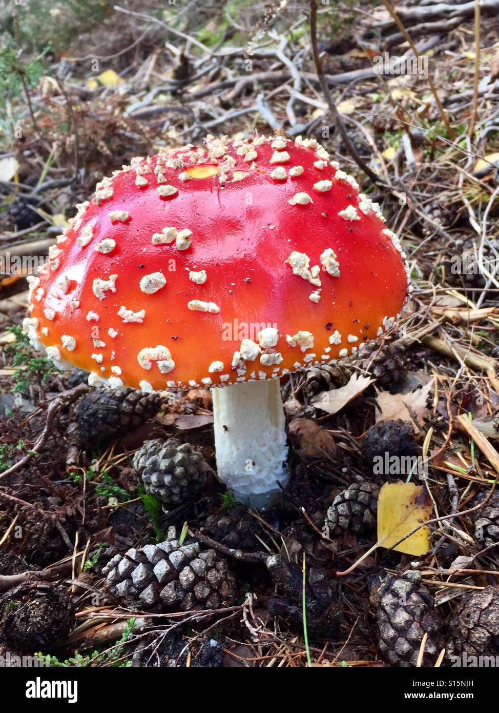 Fly agaric toadstool Stock Photo - Alamy