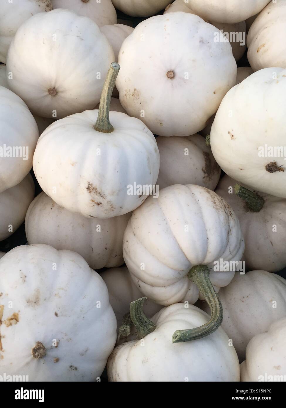 White and green pumpkins hi-res stock photography and images - Alamy