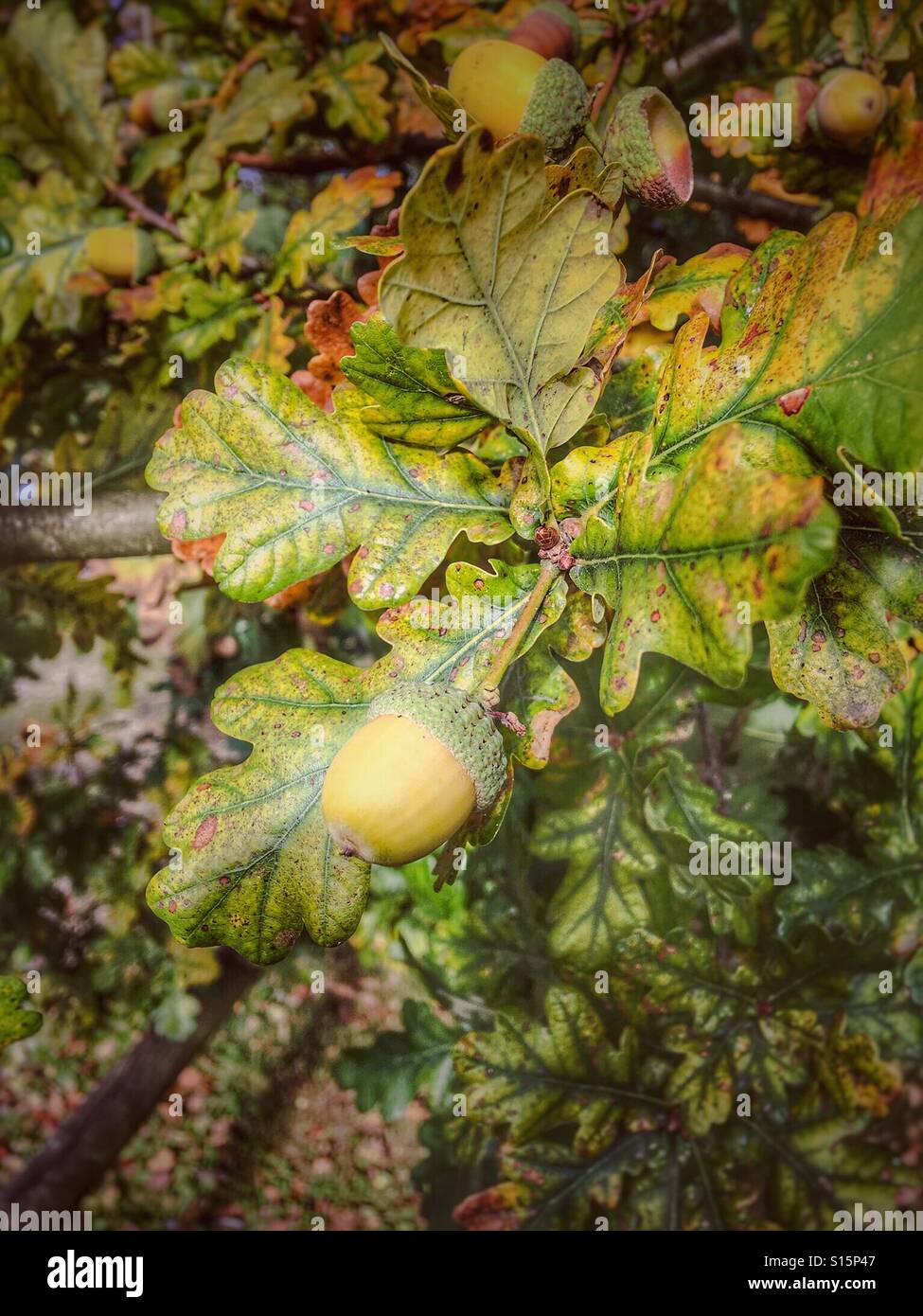 Autumn - acorns on oak tree Stock Photo - Alamy