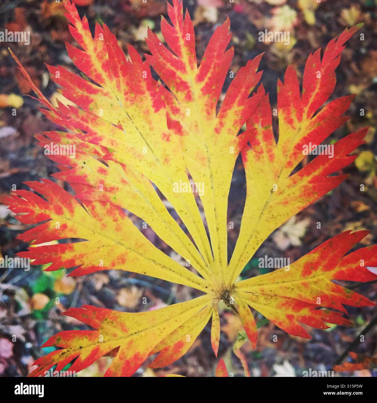 October leaf colours hi-res stock photography and images - Alamy