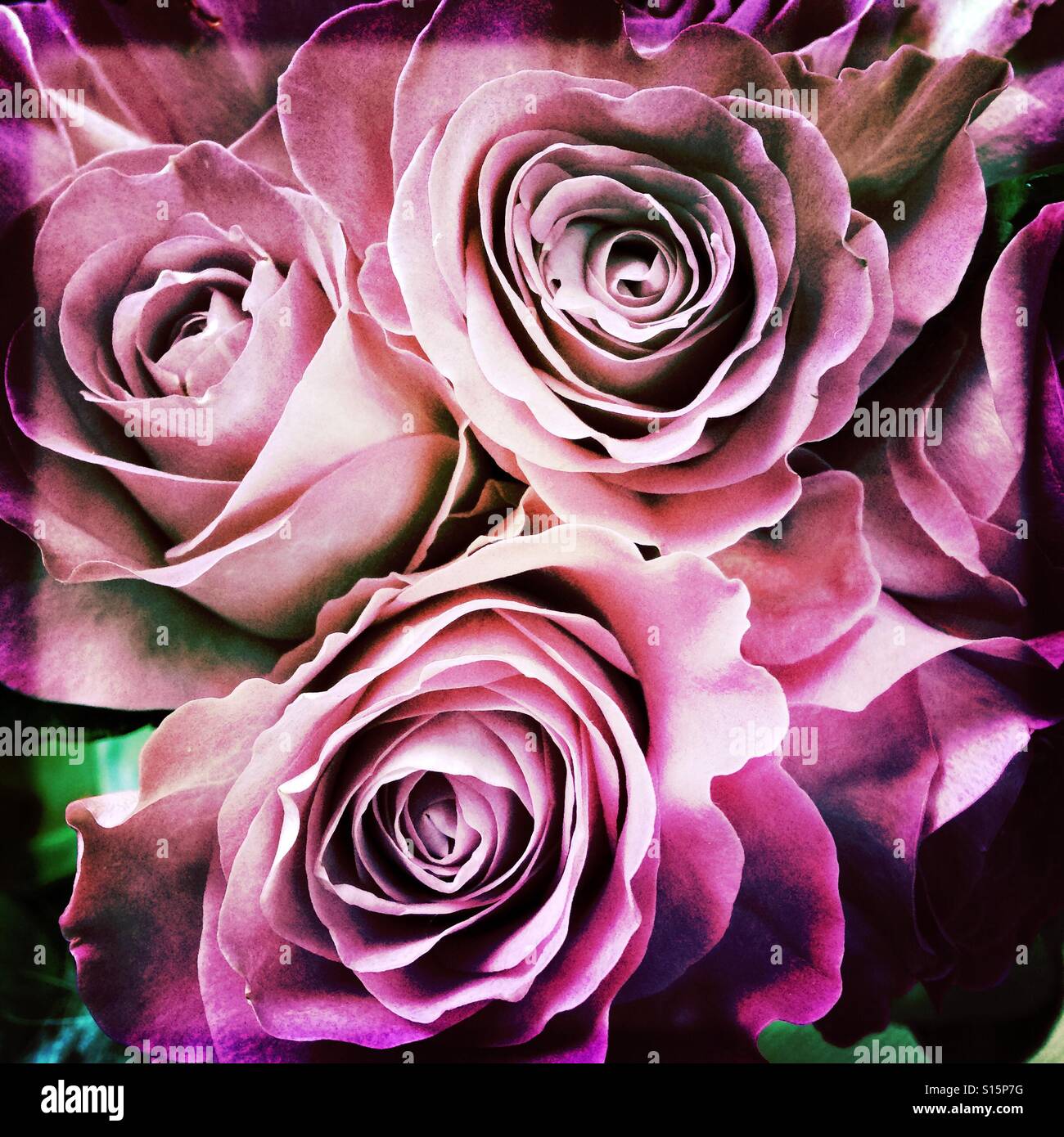 Frilly roses hi-res stock photography and images - Alamy