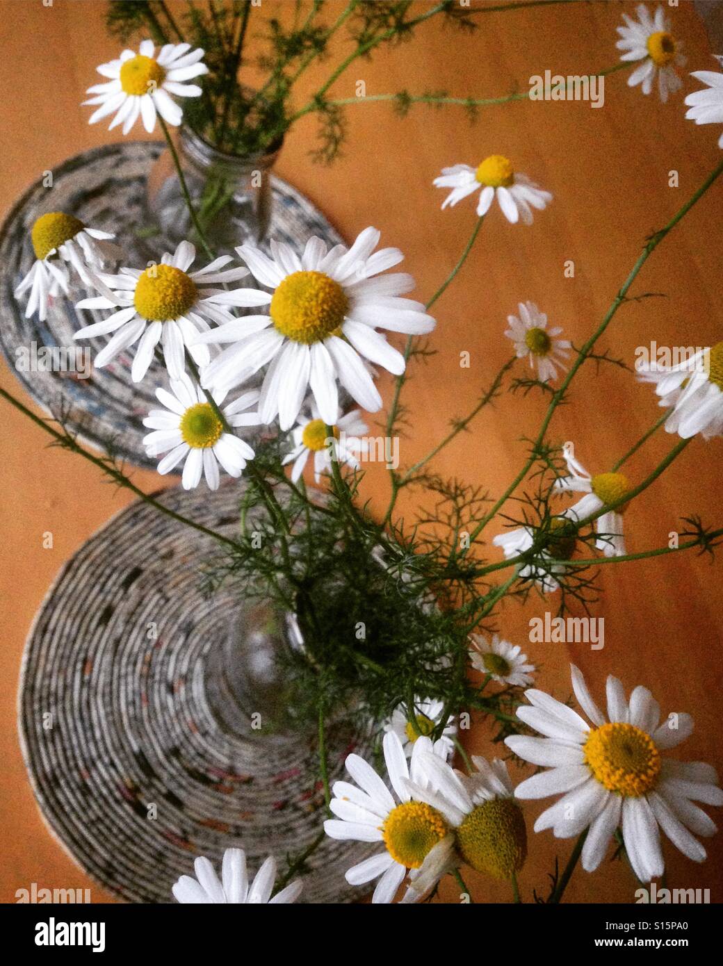 Moon daisy flower arrangement Stock Photo - Alamy