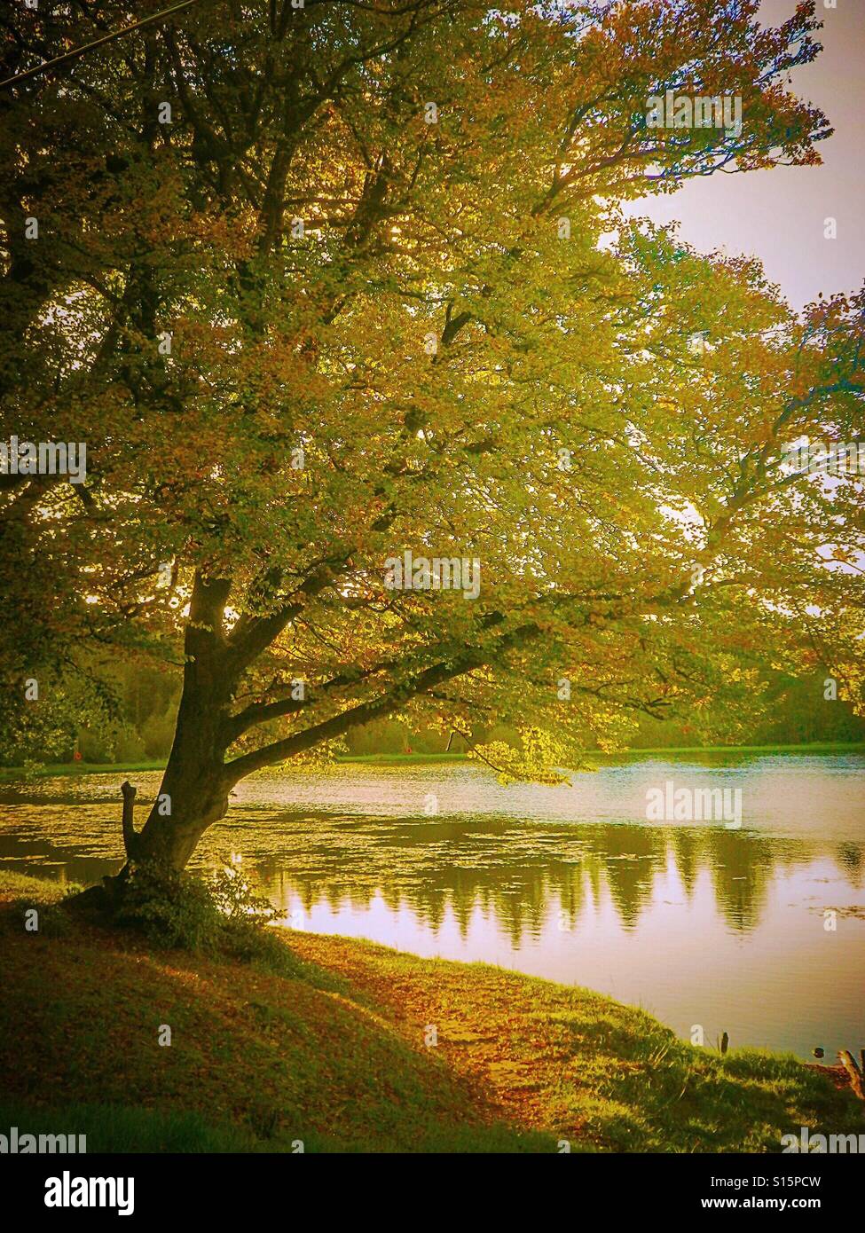 Tranquil scenery lakeside tree hi-res stock photography and images - Alamy