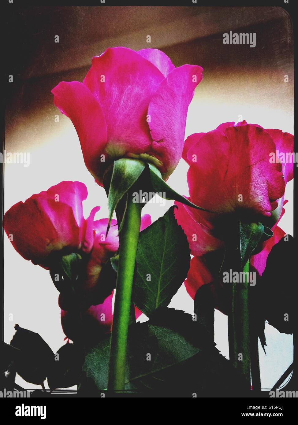 Pink rose stem hi-res stock photography and images - Alamy