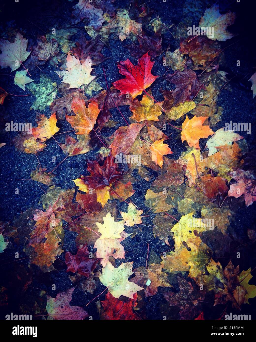 Leaves in the ground hi-res stock photography and images - Alamy