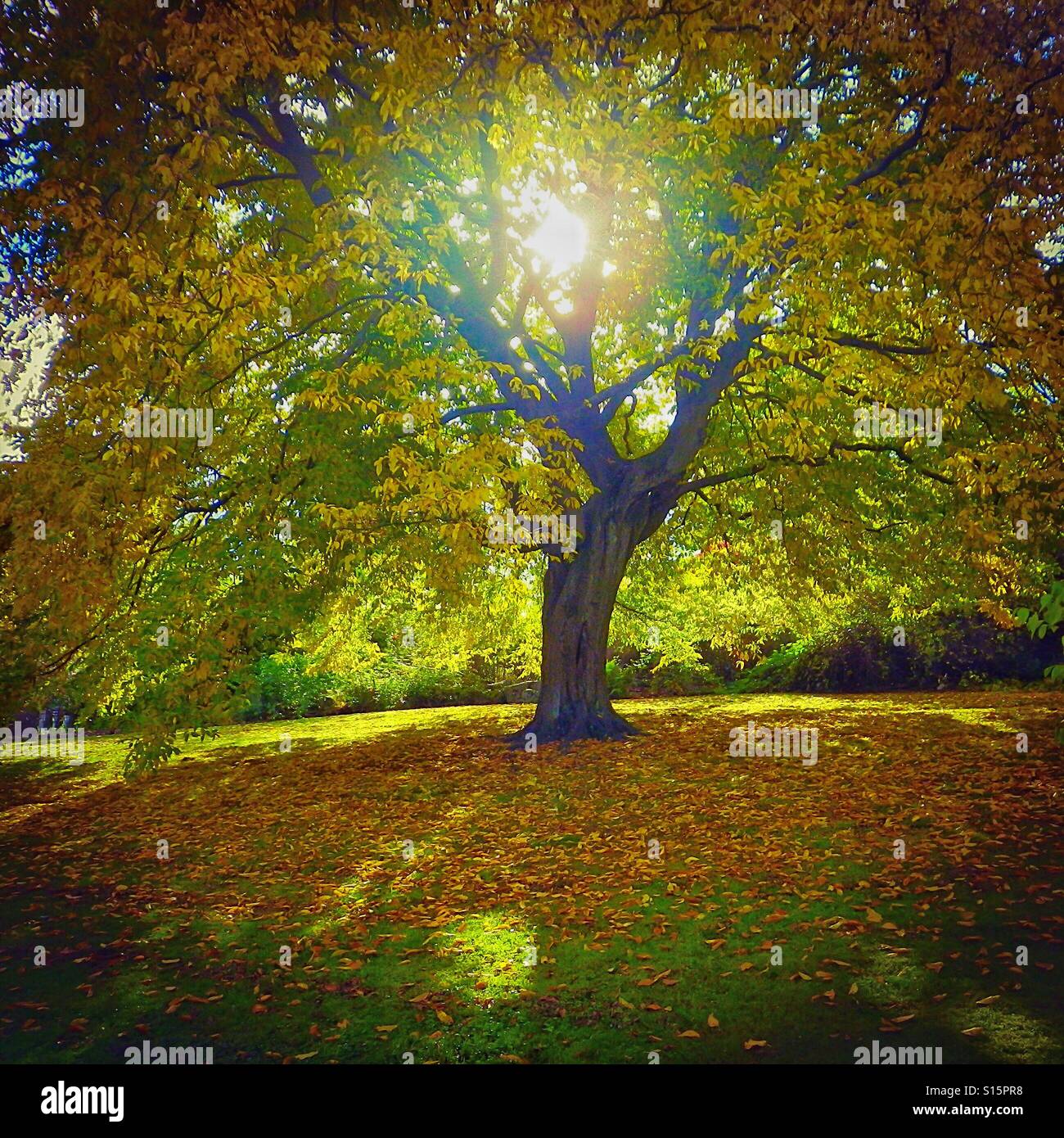 Sunlight sunny sunbeam hi-res stock photography and images - Alamy
