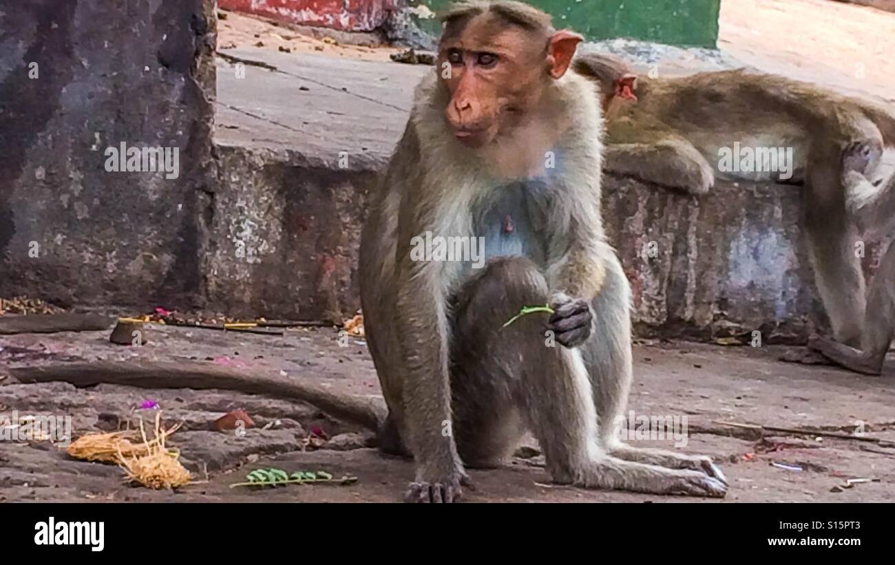 Monkey sitting and watching hi-res stock photography and images - Alamy