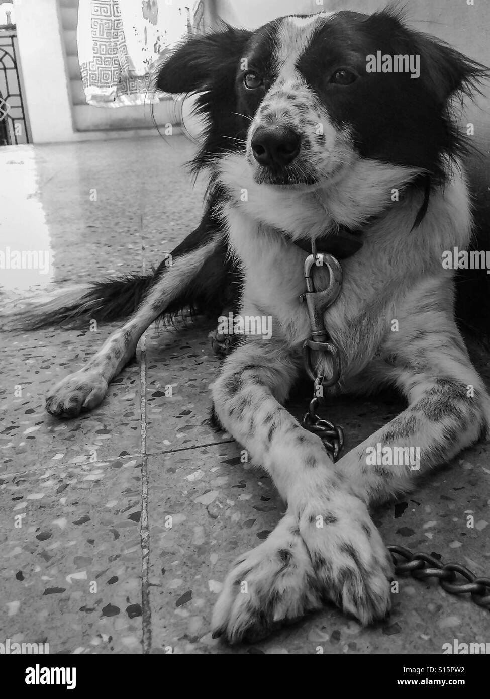 Stylish dog hi-res stock photography and images - Alamy