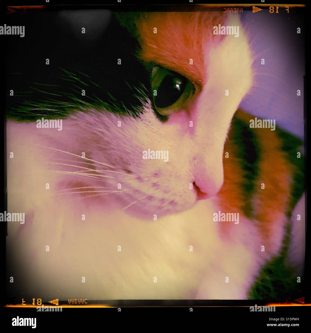 Calico cat face Stock Photo - Alamy