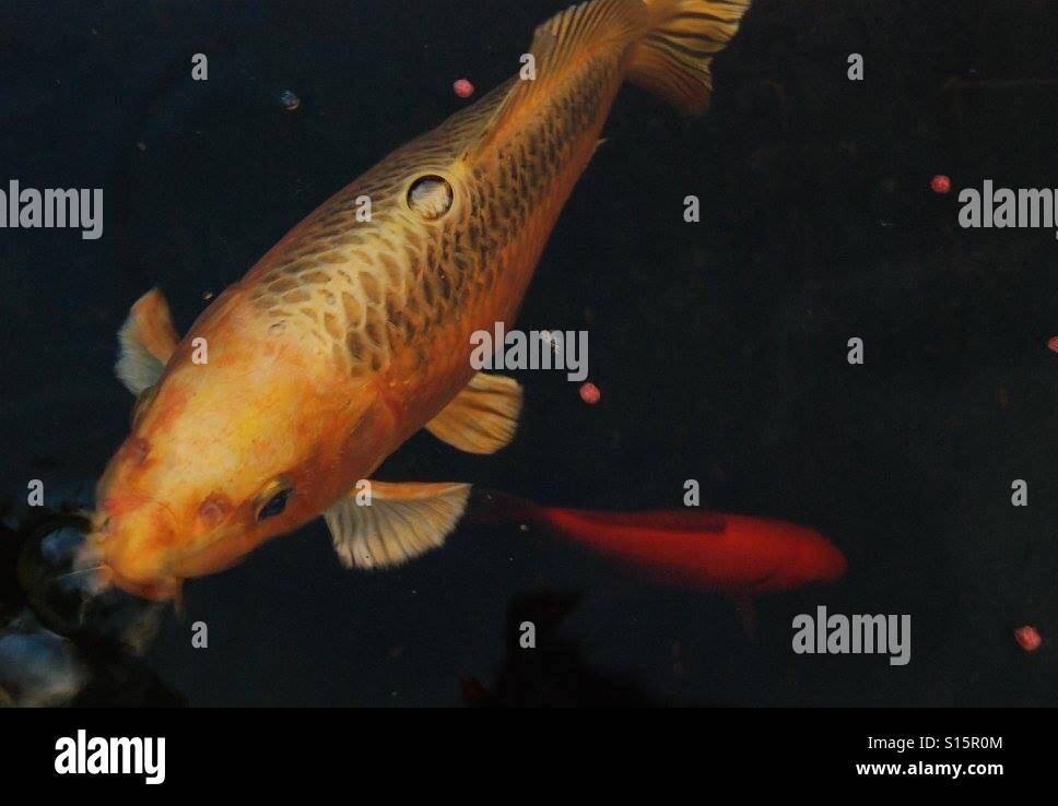 The coy carp hi-res stock photography and images - Alamy