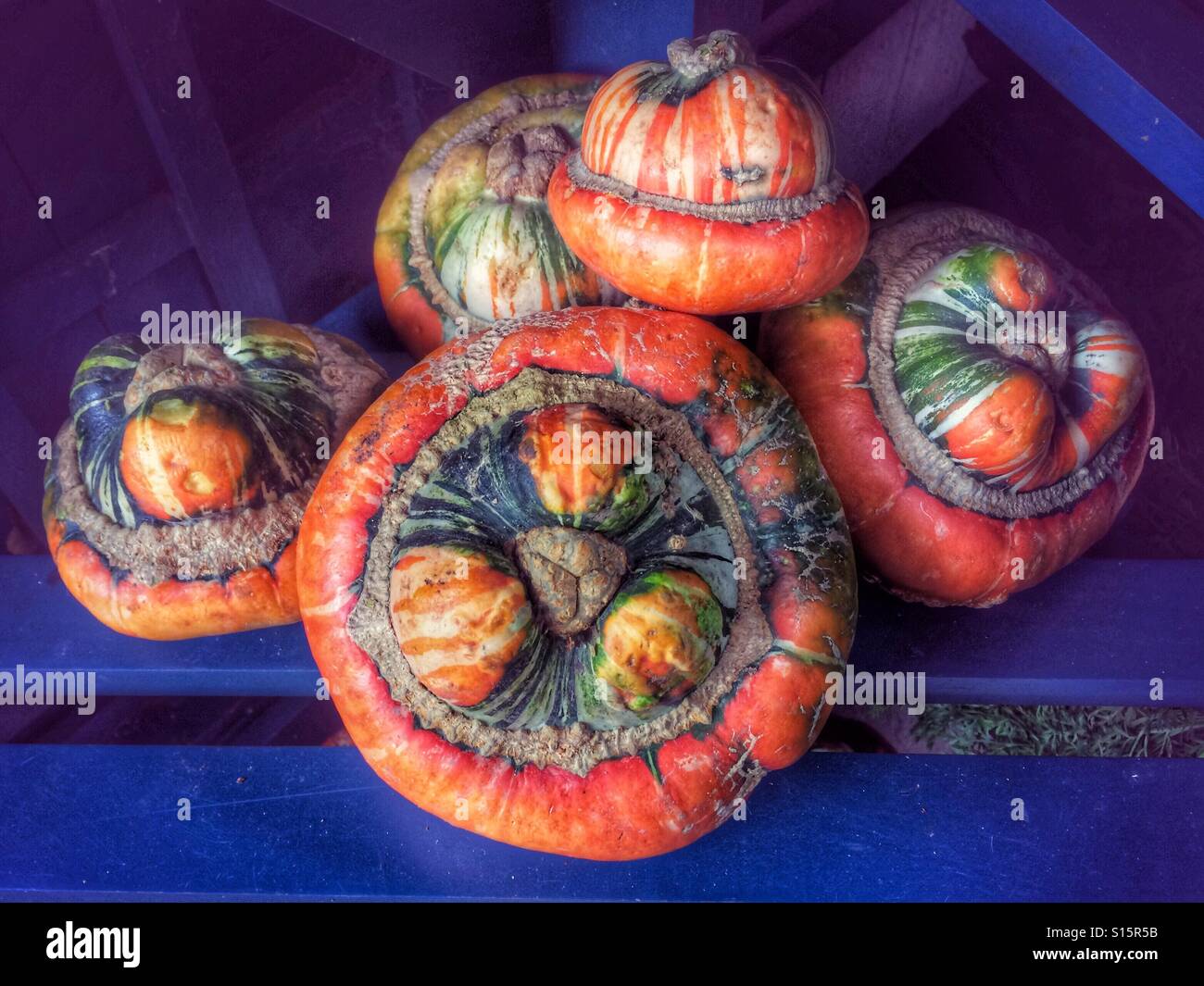 Turks turban squash Stock Photo - Alamy