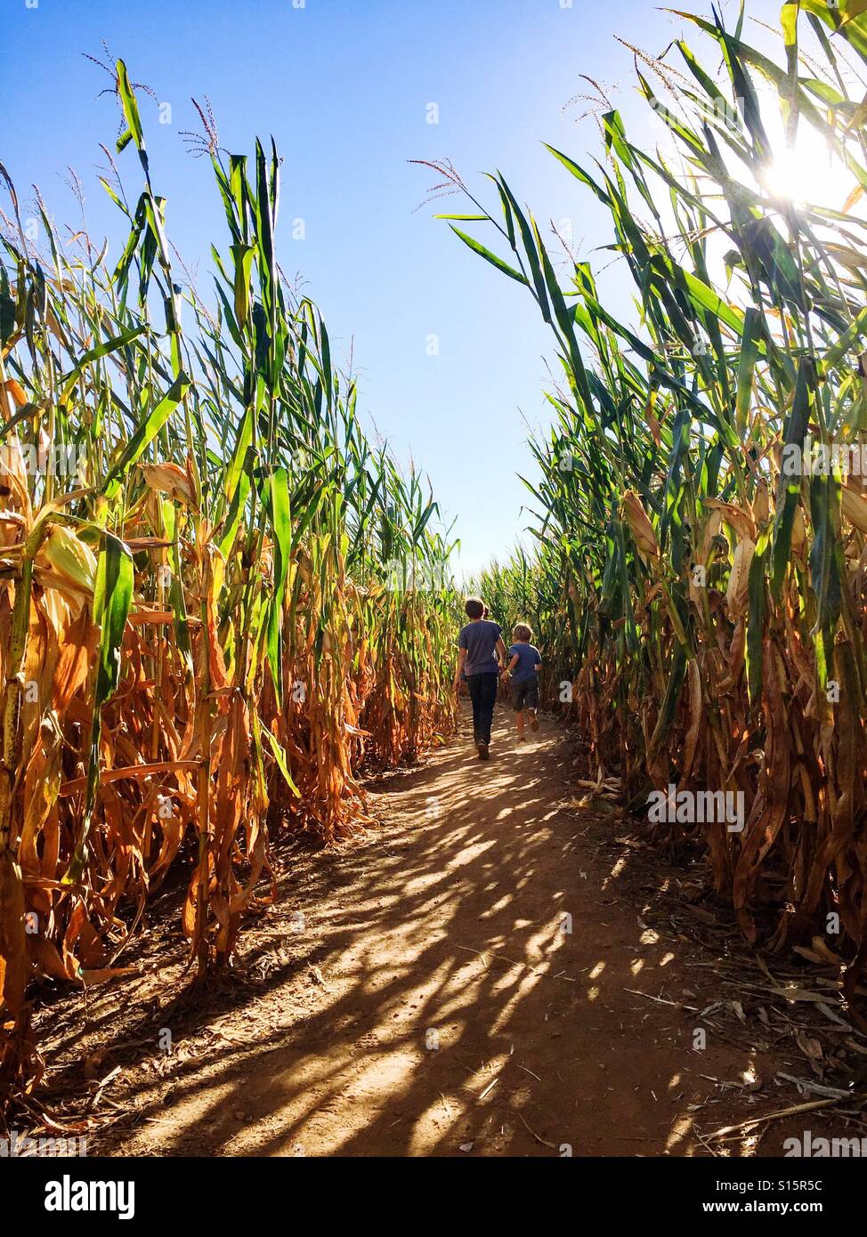 Corn Maze High Resolution Stock Photography and Images - Alamy