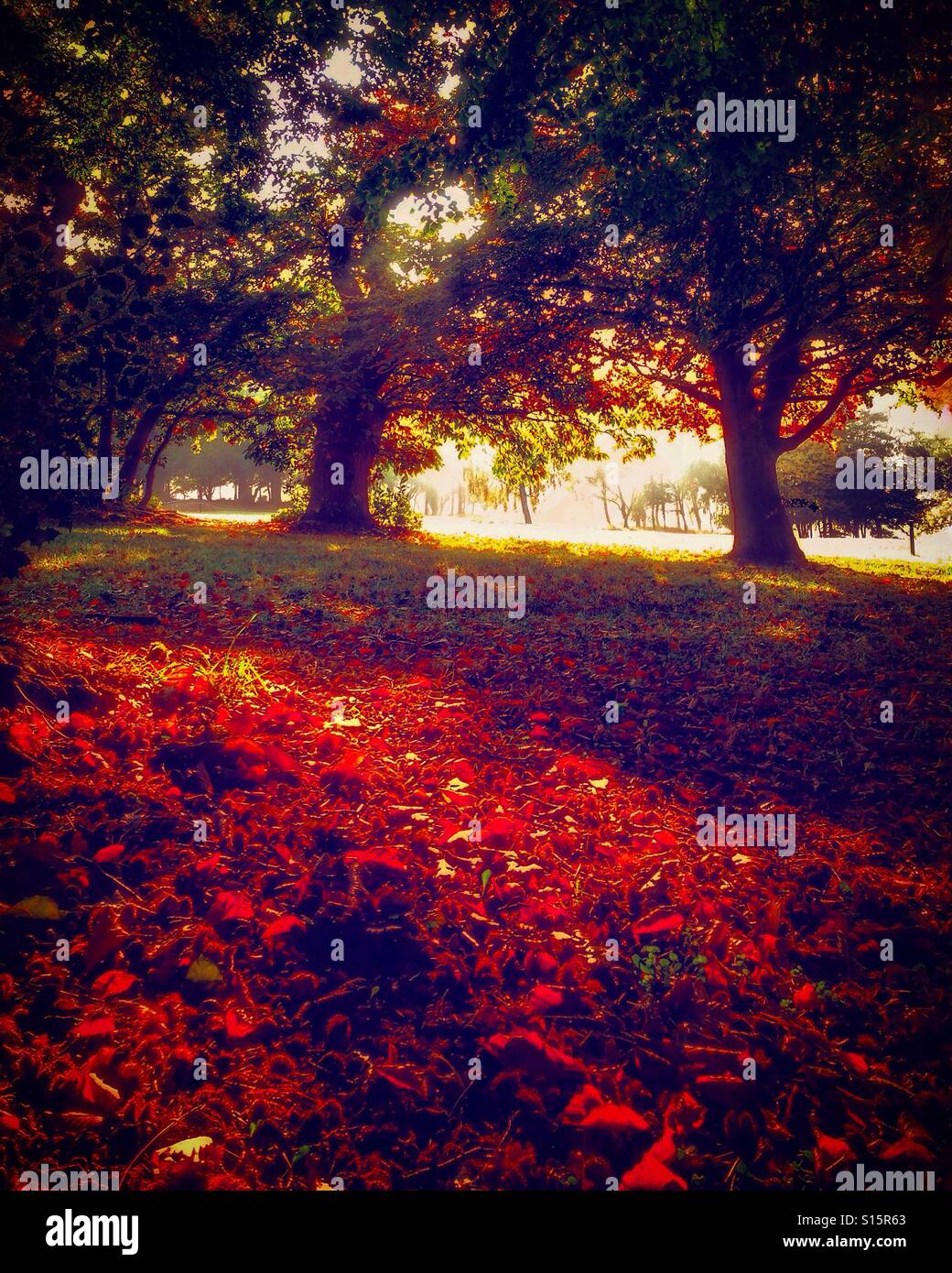 The colours of Autumn Stock Photo - Alamy