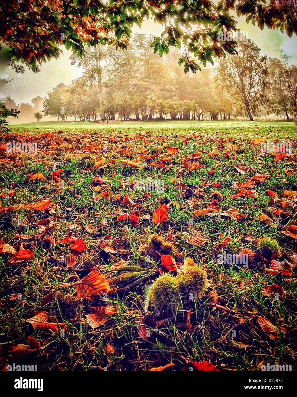 Low level leaves hi-res stock photography and images - Alamy
