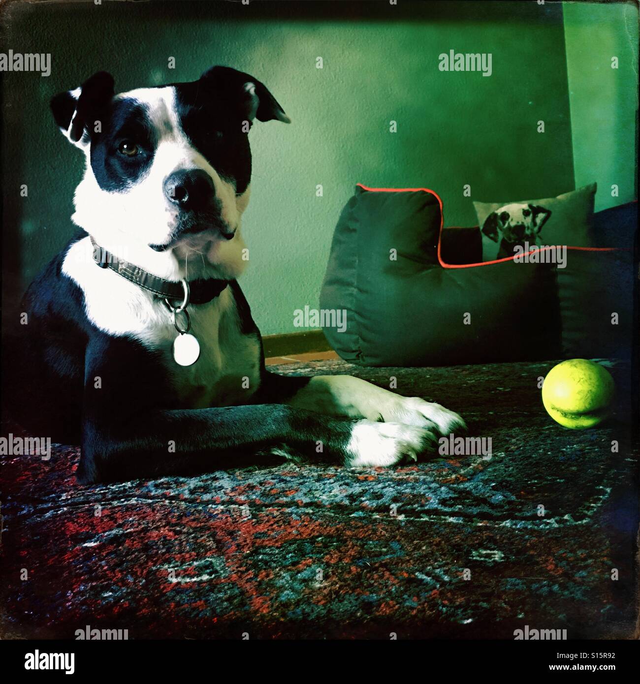 Dog portrait hi-res stock photography and images - Alamy