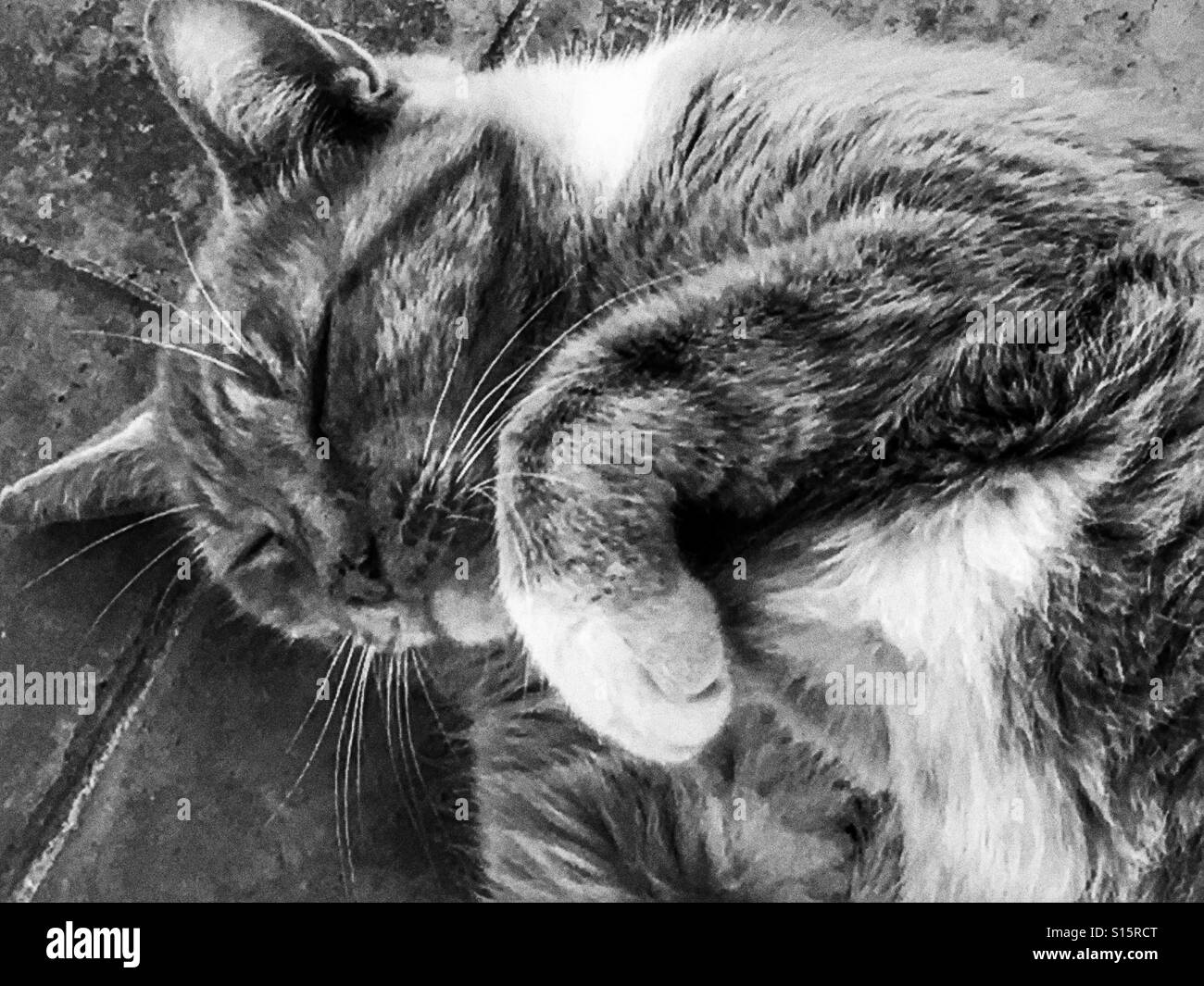 Cat sleeping in the shade Stock Photo - Alamy